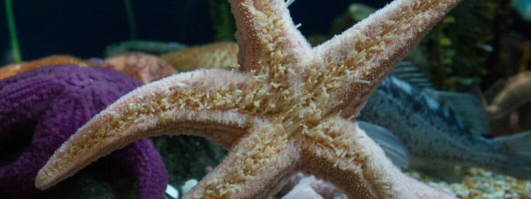 Virtual Field Trip Materials - Georgia Aquarium