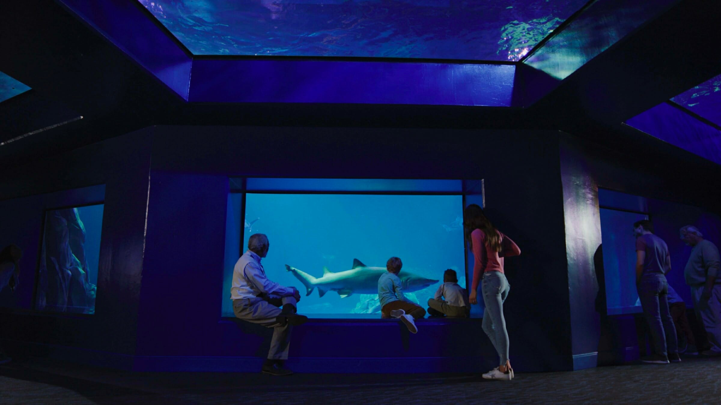 SHARKS! Predators of the Deep | Georgia Aquarium | Fear to Fascination