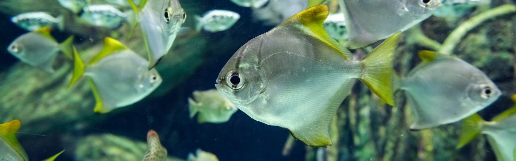 Memorial Gifts - Georgia Aquarium