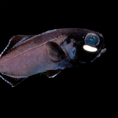 Flashlight Fish - Georgia Aquarium