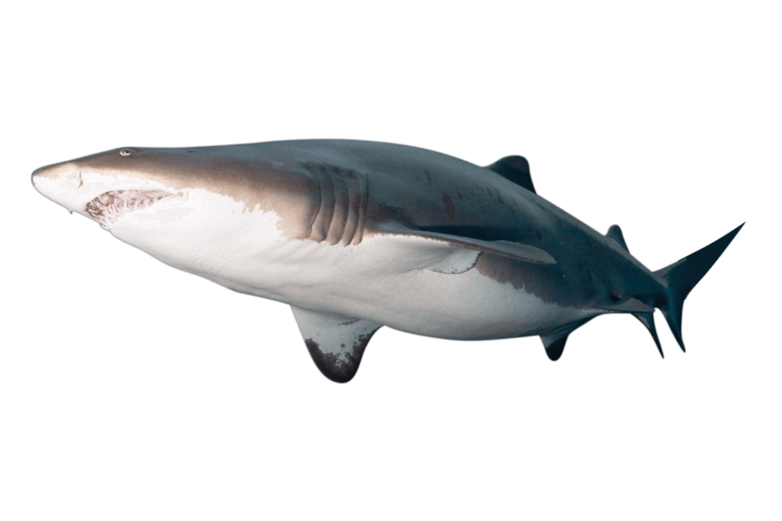 Sharks! Predators of the Deep | Live from Georgia Aquarium | Webcam