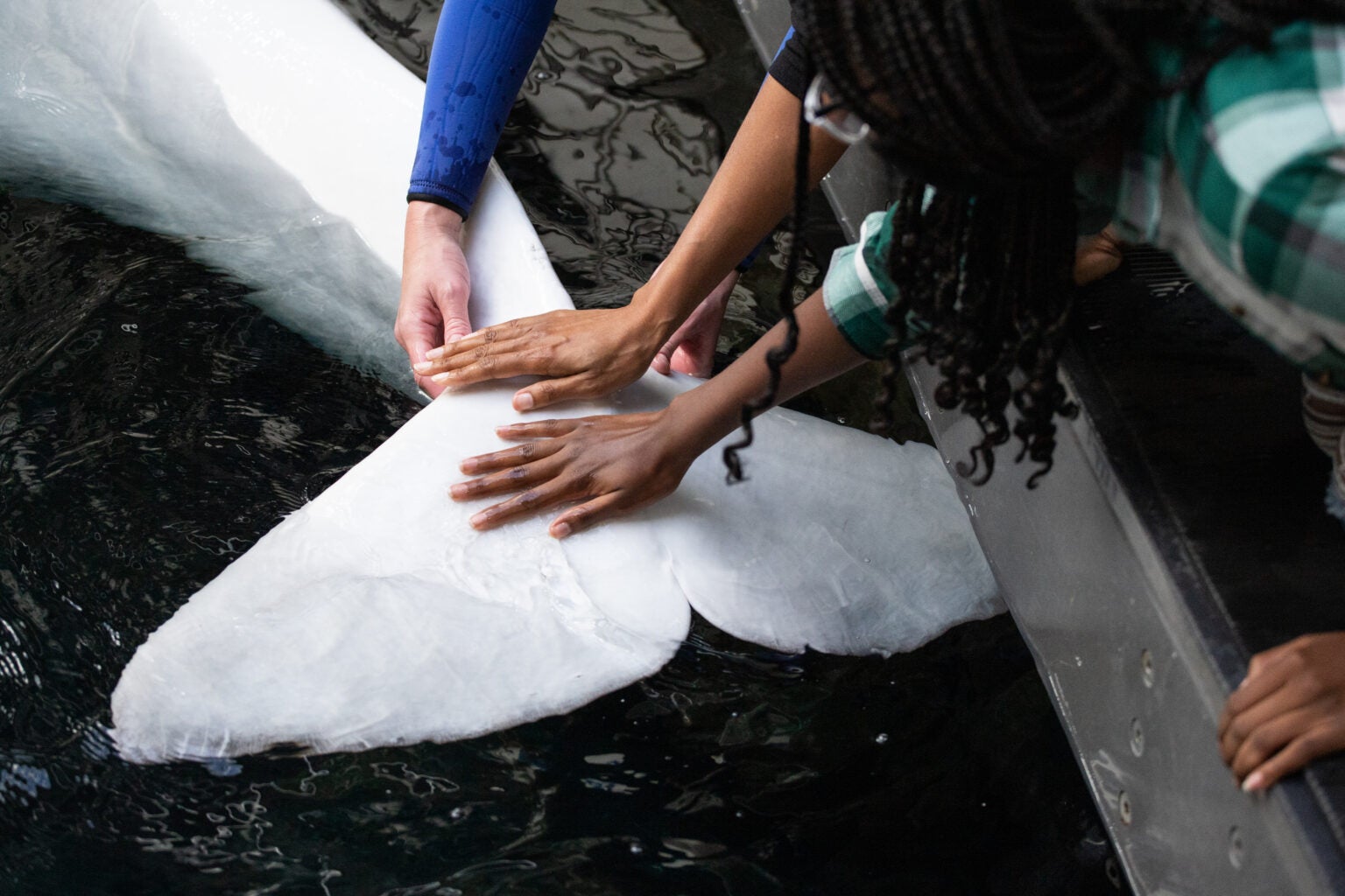 Beluga Whale | Animal Encounter & Experience | Georgia Aquarium