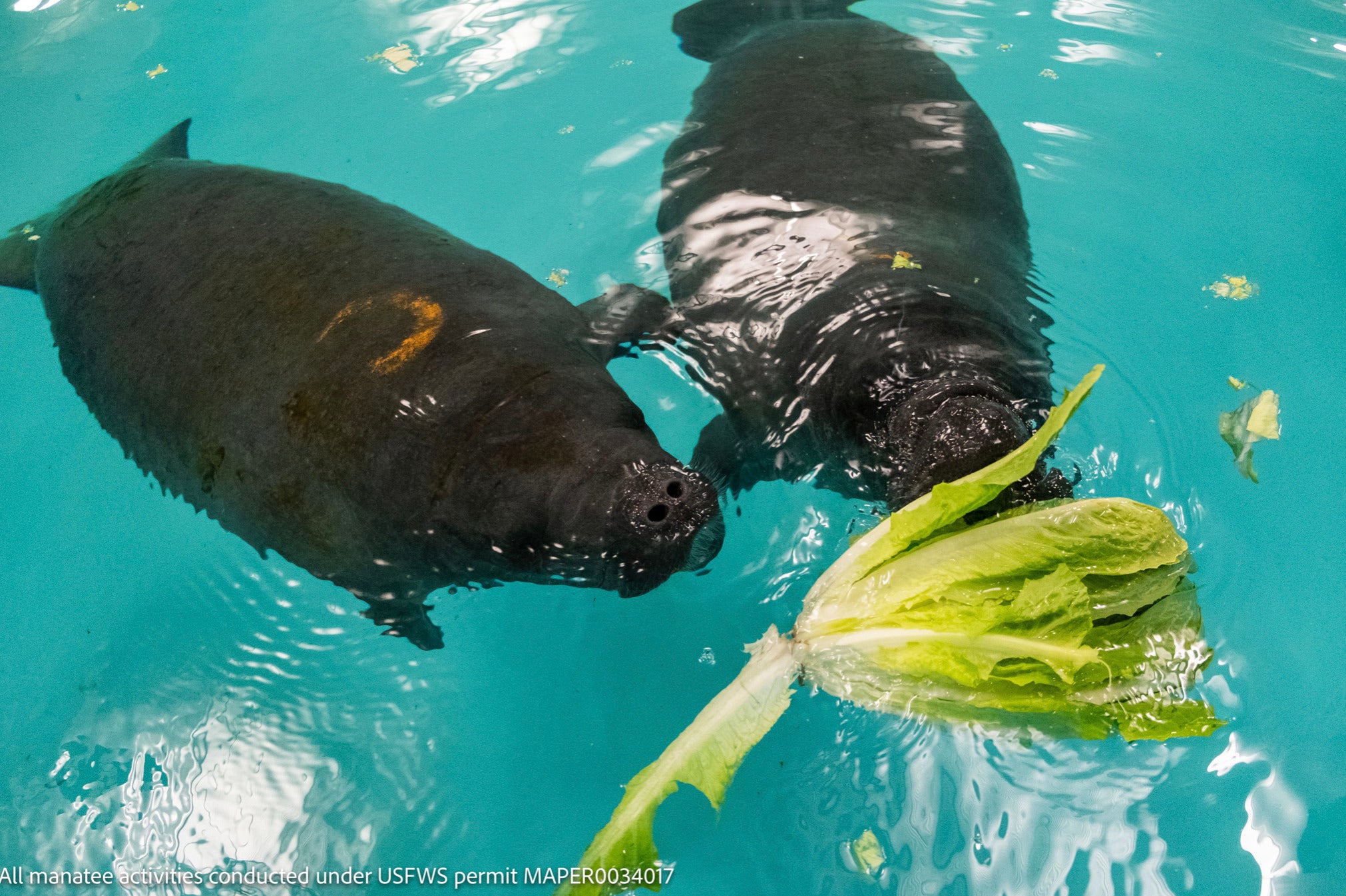 Manatee | Georgia Aquarium Manatee Conservation