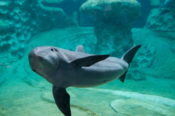 Adopt a Dolphin - Georgia Aquarium