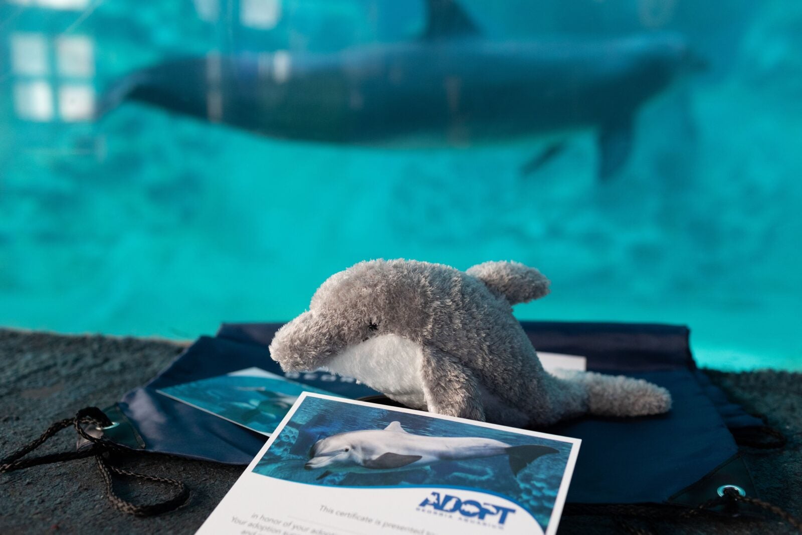 Adopt a Dolphin - Georgia Aquarium