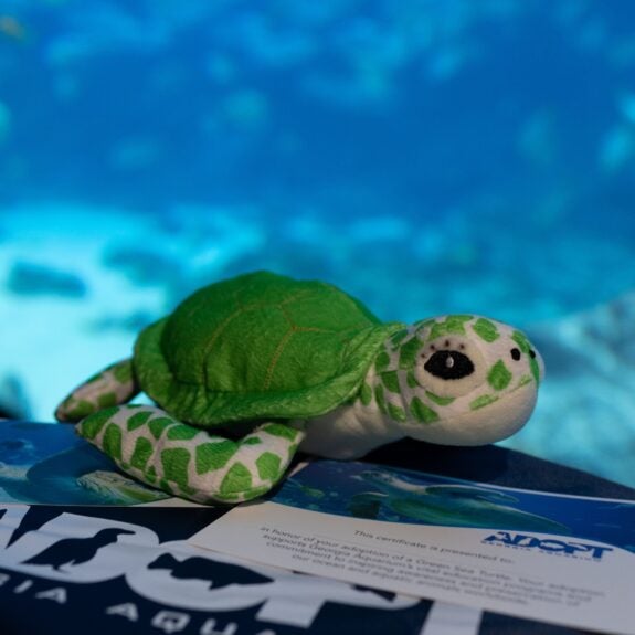 Adopt a Sea Turtle - Georgia Aquarium
