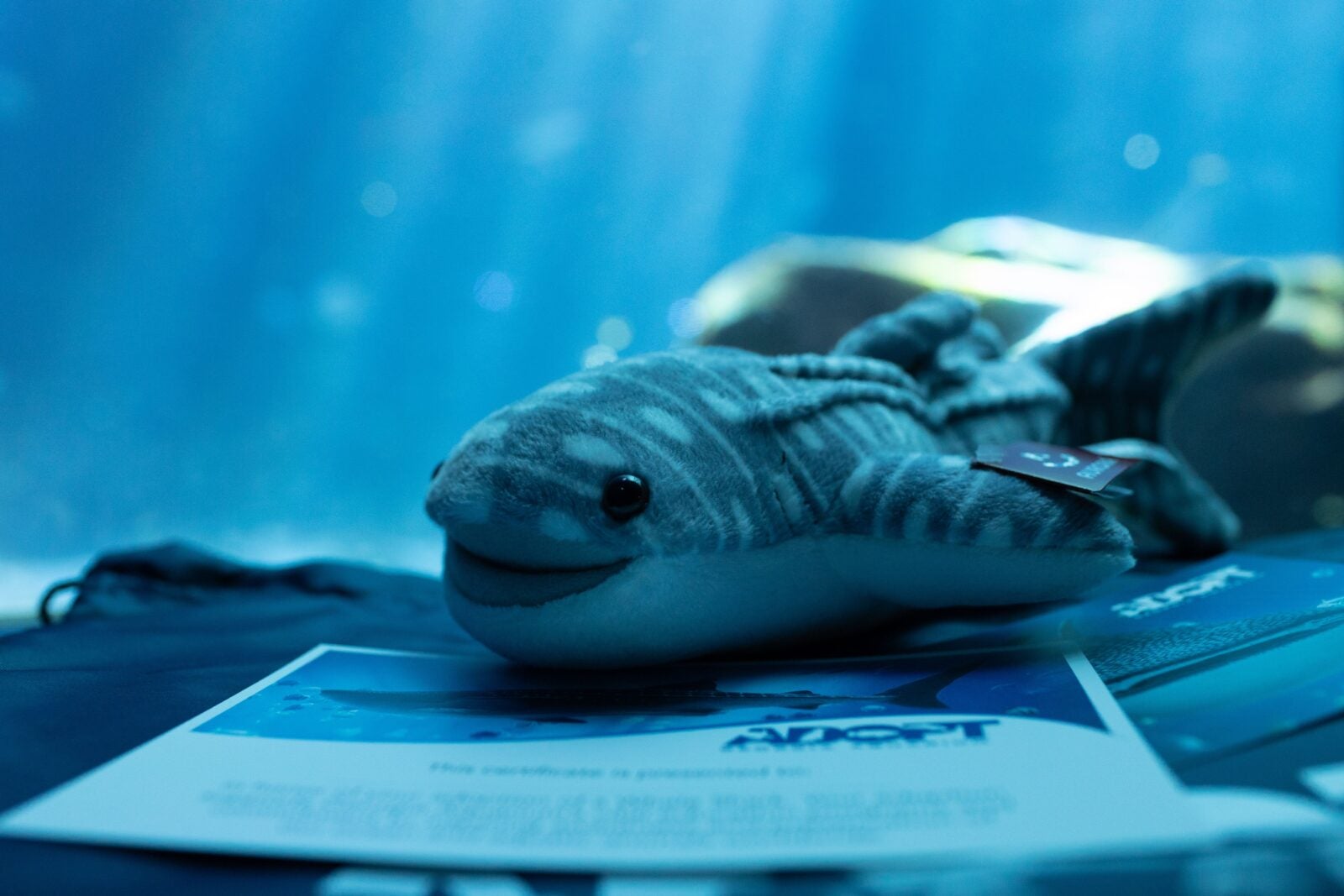 Adopt a Whale Shark - Georgia Aquarium