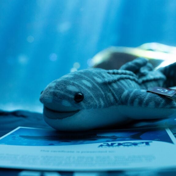 Adopt a Whale Shark - Georgia Aquarium