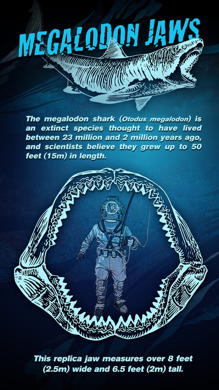 The Megalodon Shark - Georgia Aquarium