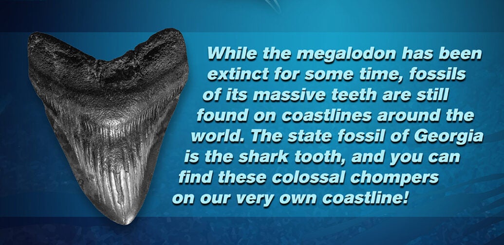 The Megalodon Shark - Georgia Aquarium