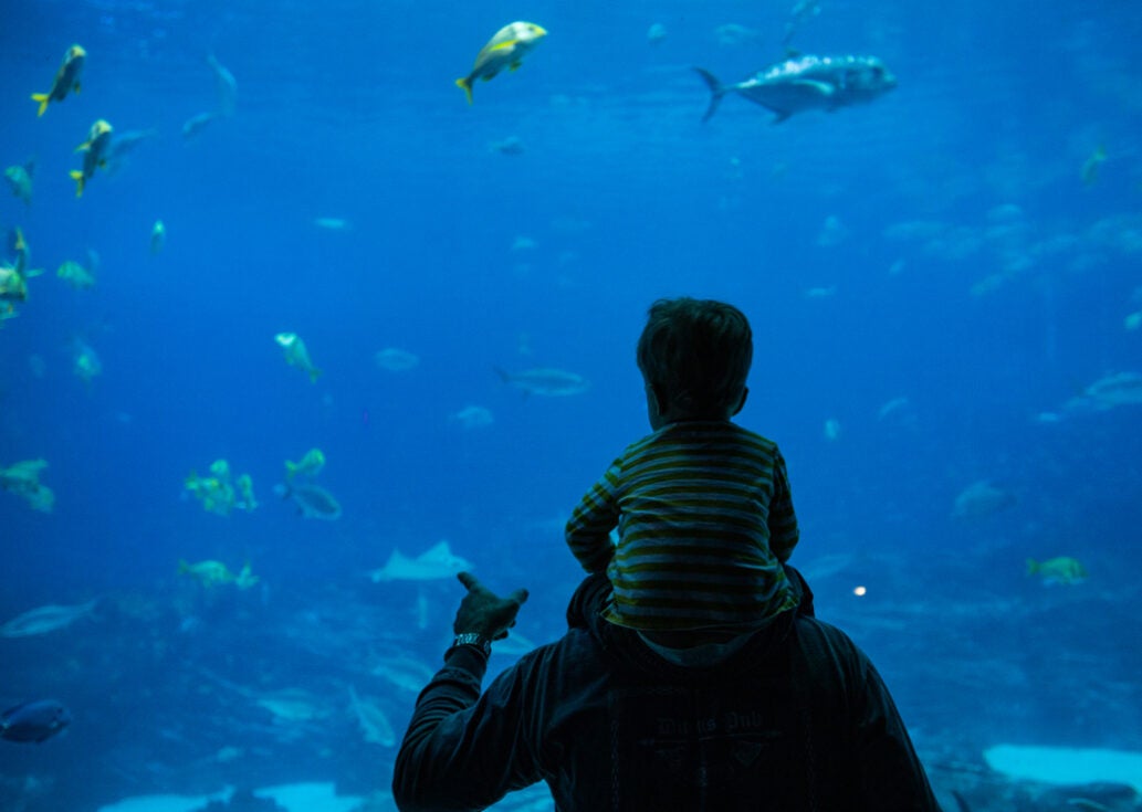 What’s New This Summer at Georgia Aquarium?