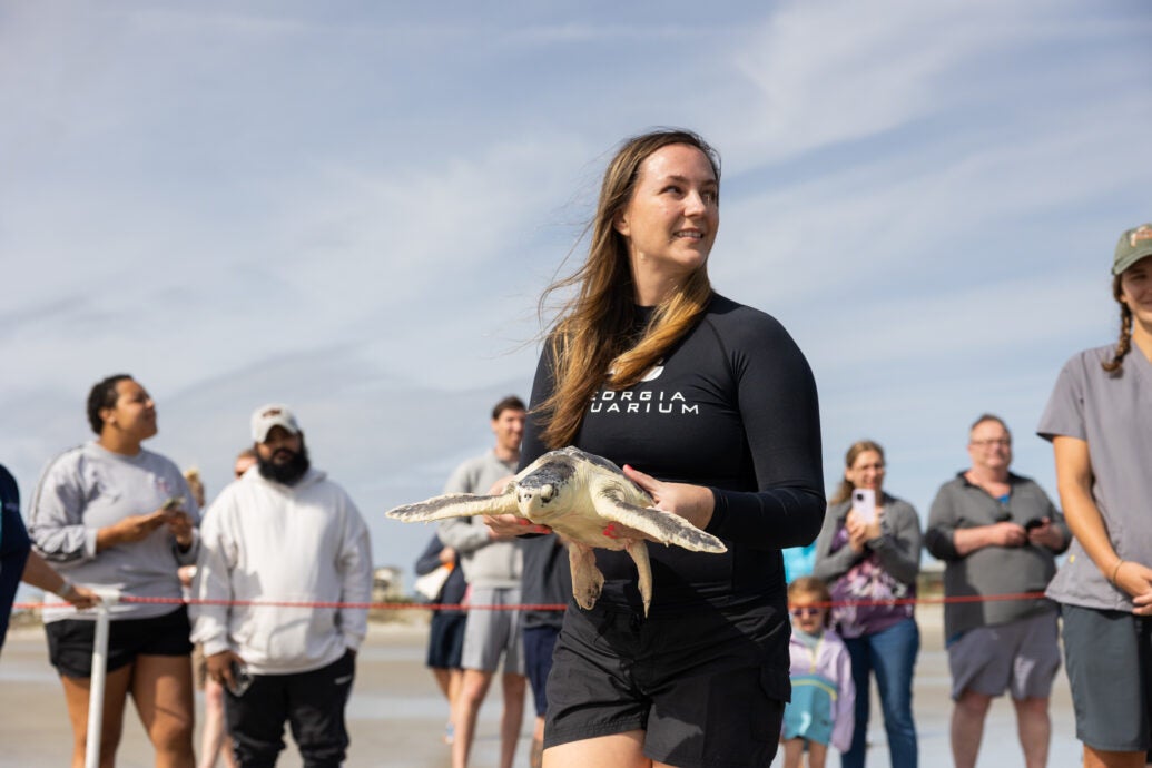 Georgia Aquarium Releases Rehabbed Sea Turtles