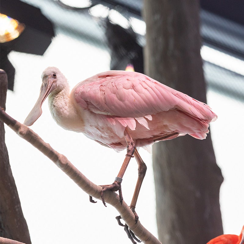 Roseate Spoonbill - Georgia Aquarium