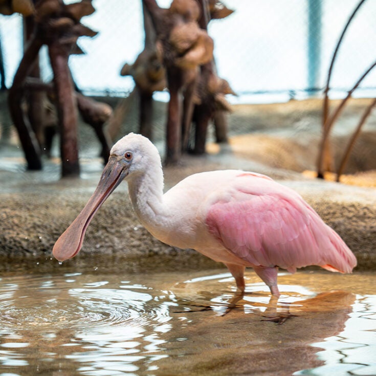 Roseate Spoonbill - Georgia Aquarium