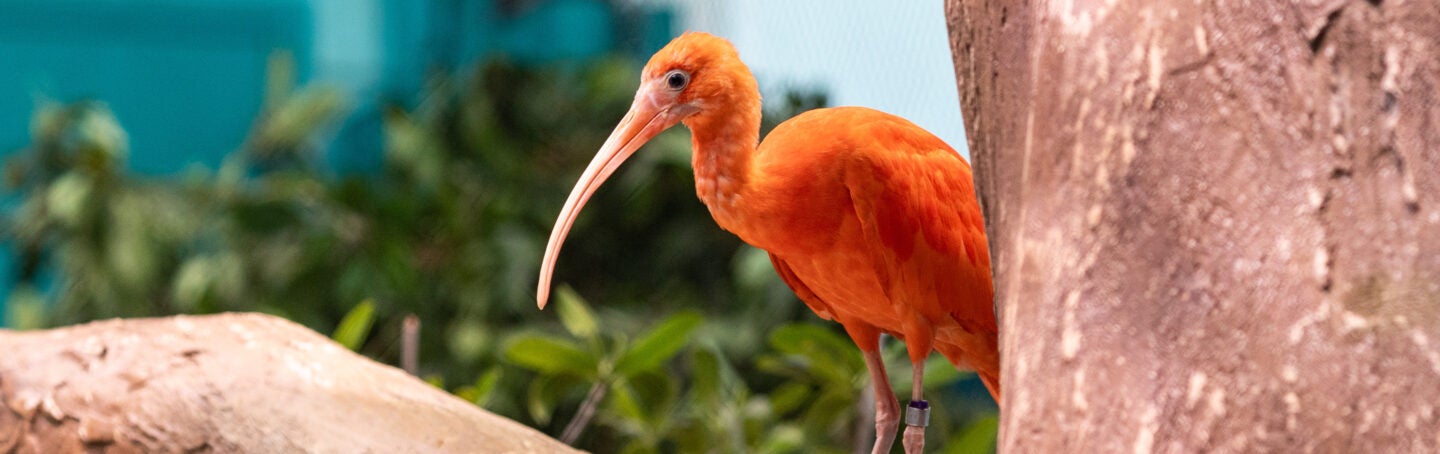 Scarlet Ibis - Georgia Aquarium