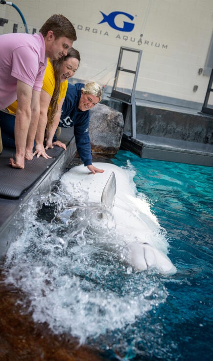 Beluga Whale | Animal Encounter & Experience | Georgia Aquarium