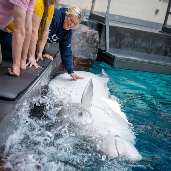 Beluga Whale | Animal Encounter & Experience | Georgia Aquarium