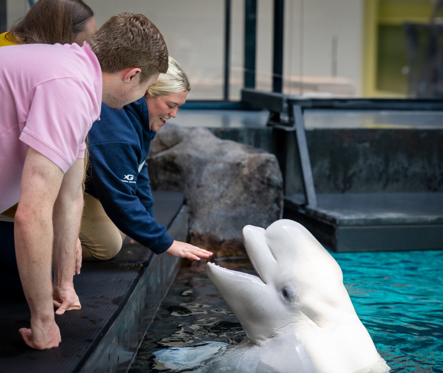 Beluga Whale | Animal Encounter & Experience | Georgia Aquarium