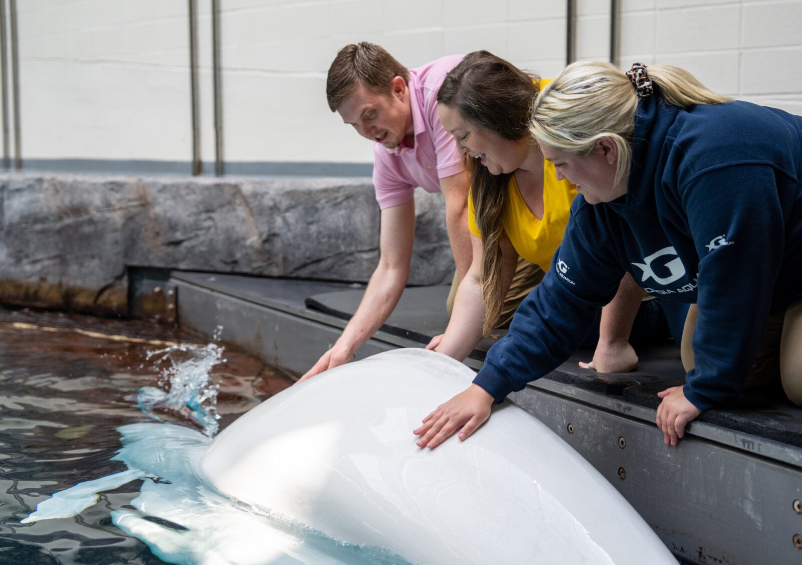 Beluga Whale | Animal Encounter & Experience | Georgia Aquarium