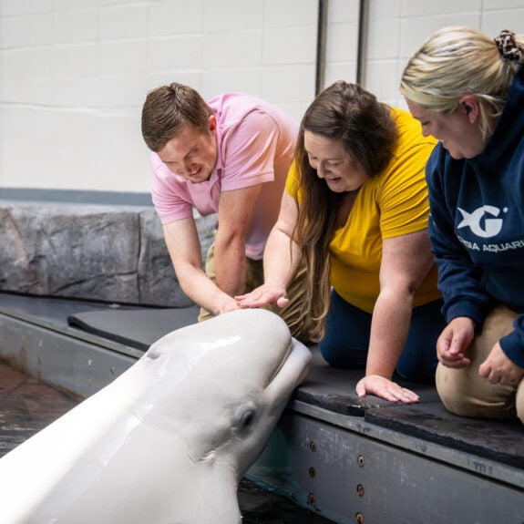 Beluga Whale | Animal Encounter & Experience | Georgia Aquarium