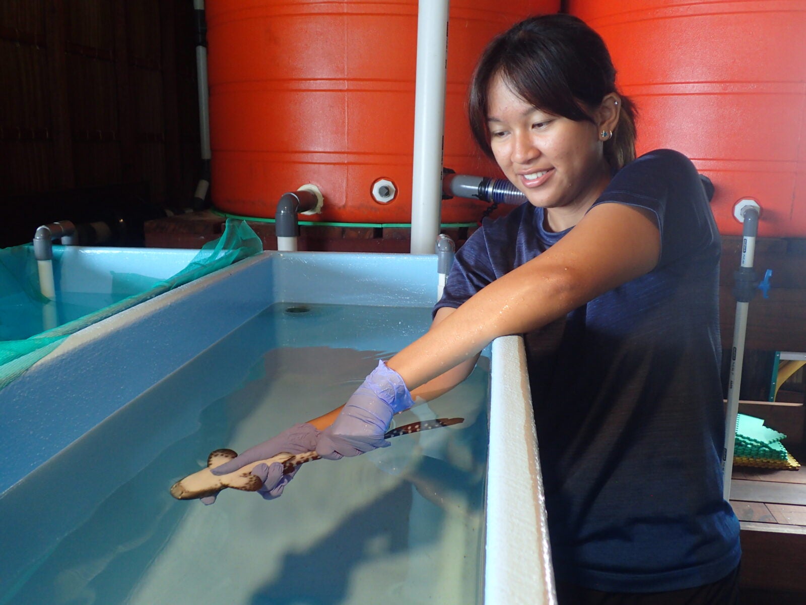 Support ReShark and the StAR Project - Georgia Aquarium