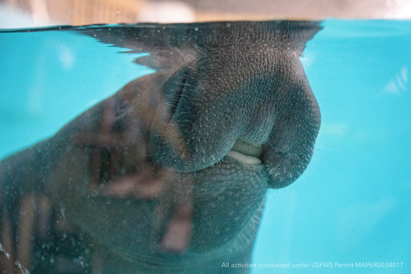 From Rescue to Release - Georgia Aquarium