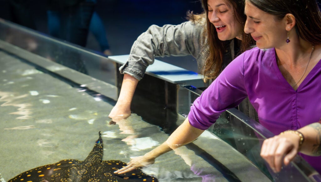 Spring Break in Atlanta: 5 Unmissable Experiences - Georgia Aquarium