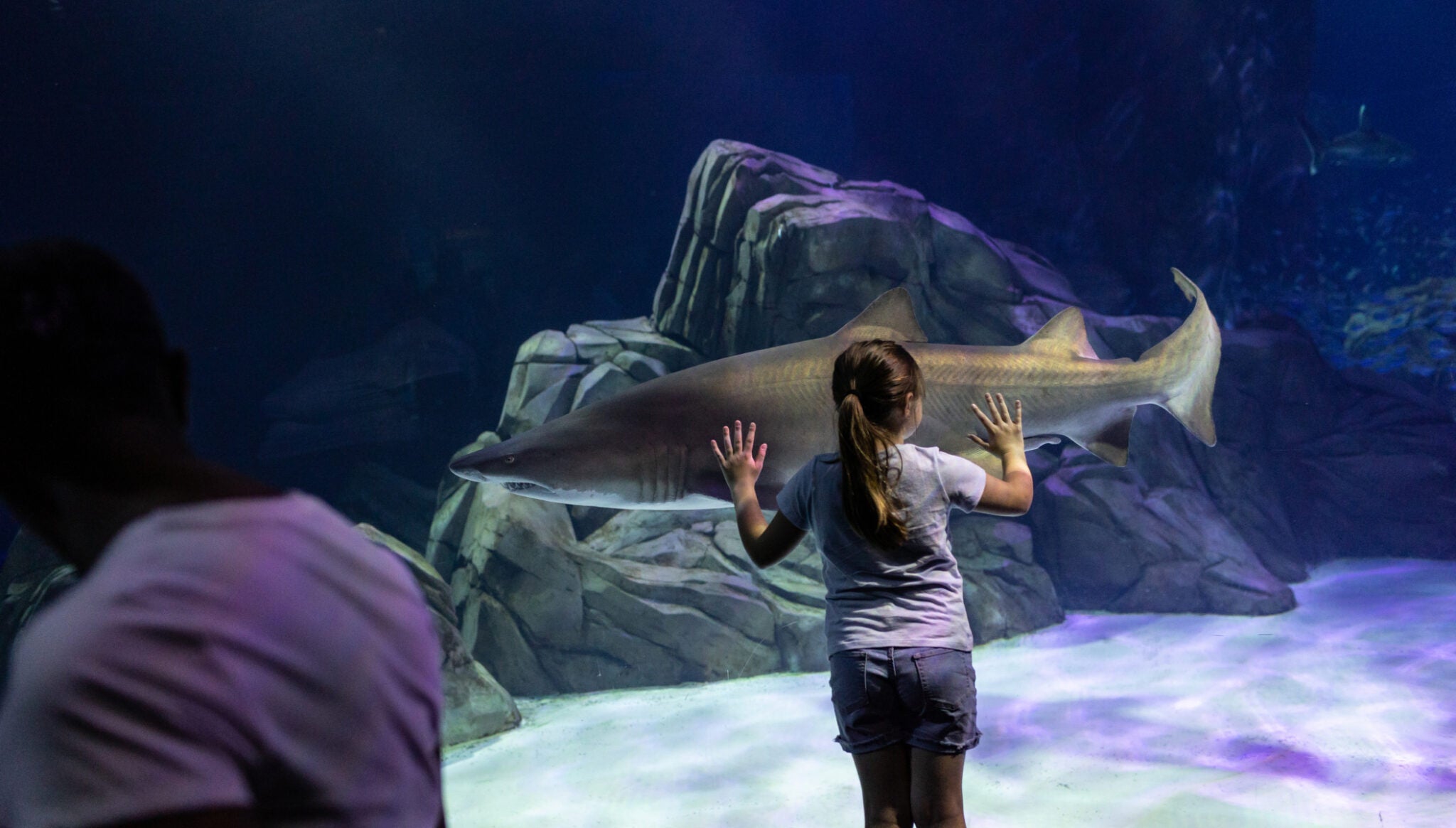 Spring Break in Atlanta: 5 Unmissable Experiences - Georgia Aquarium
