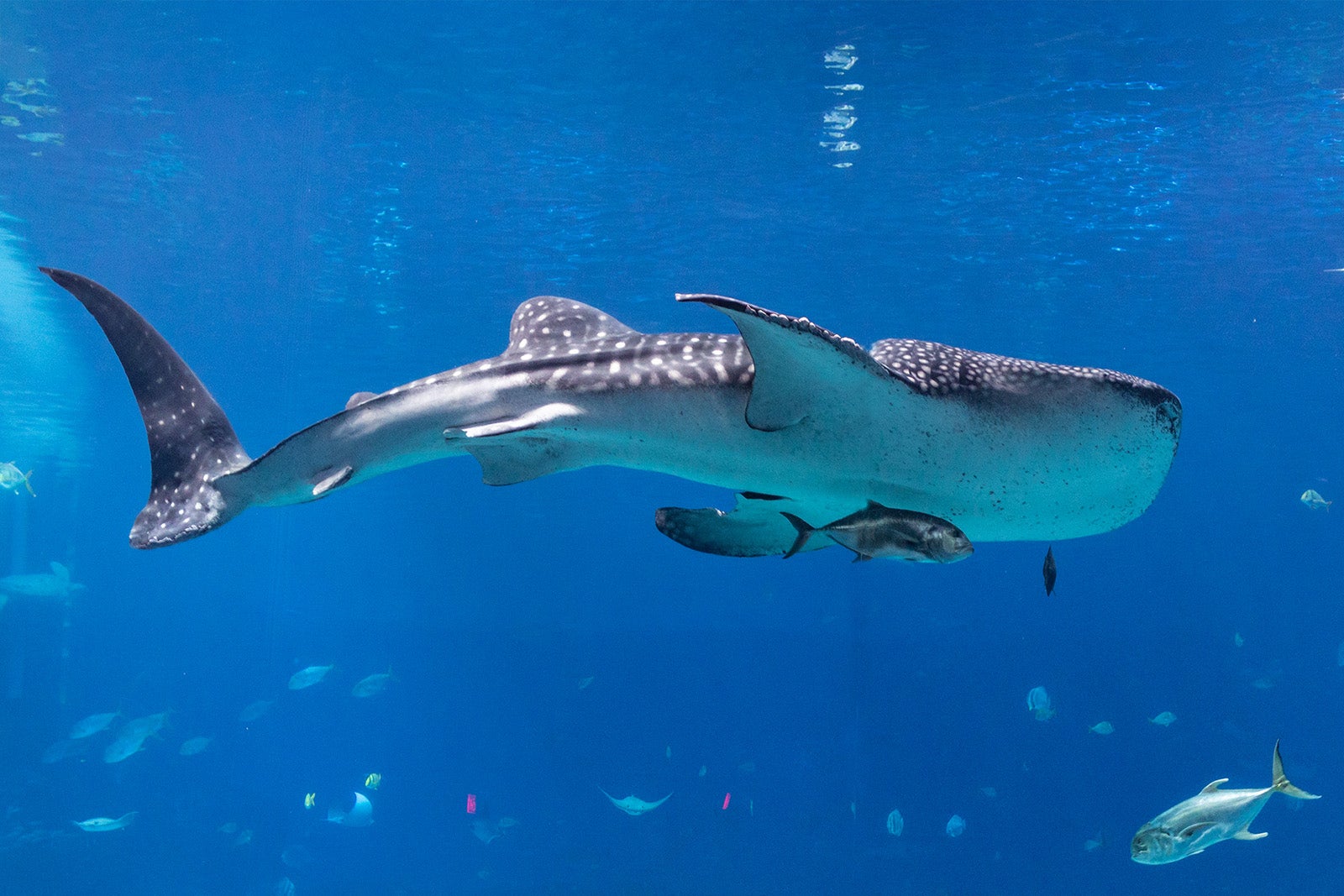 Georgia Aquarium Formalizes International Partnerships to Promote ...