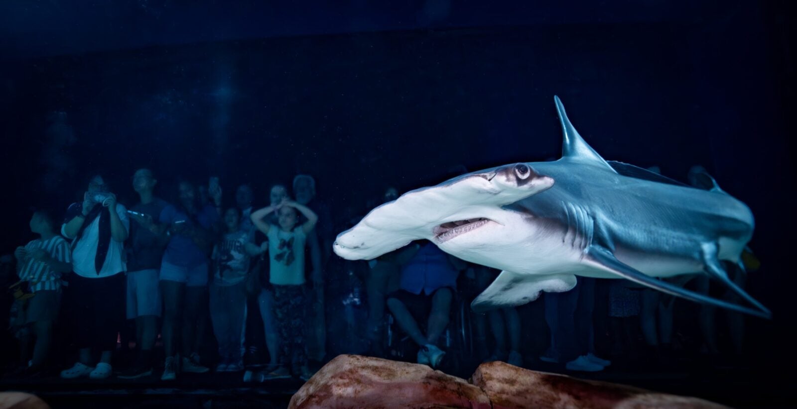 Sharks! from Above | Georgia Aquarium