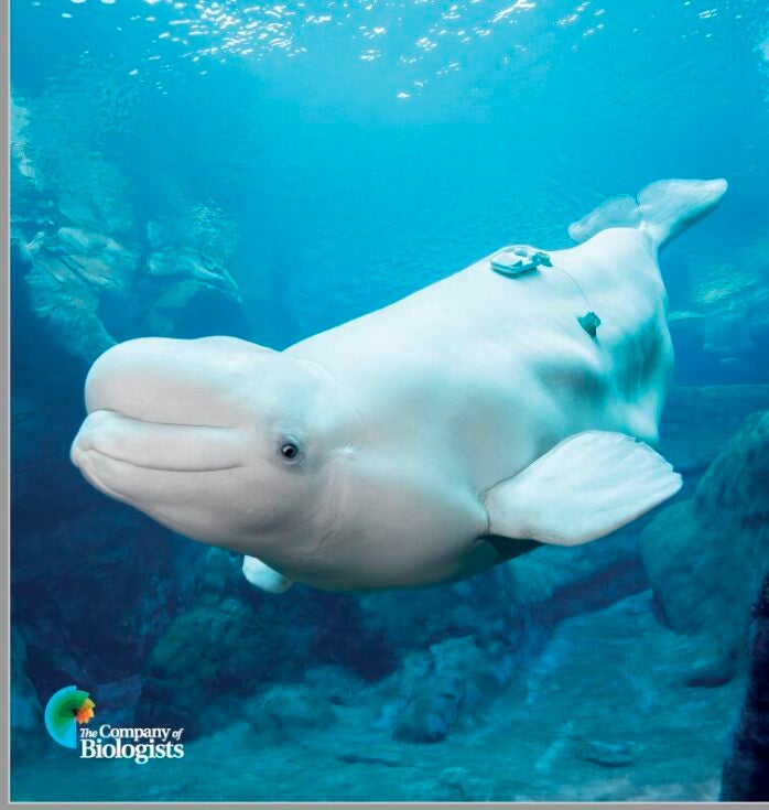 New research at Georgia Aquarium helps conserve endangered beluga ...