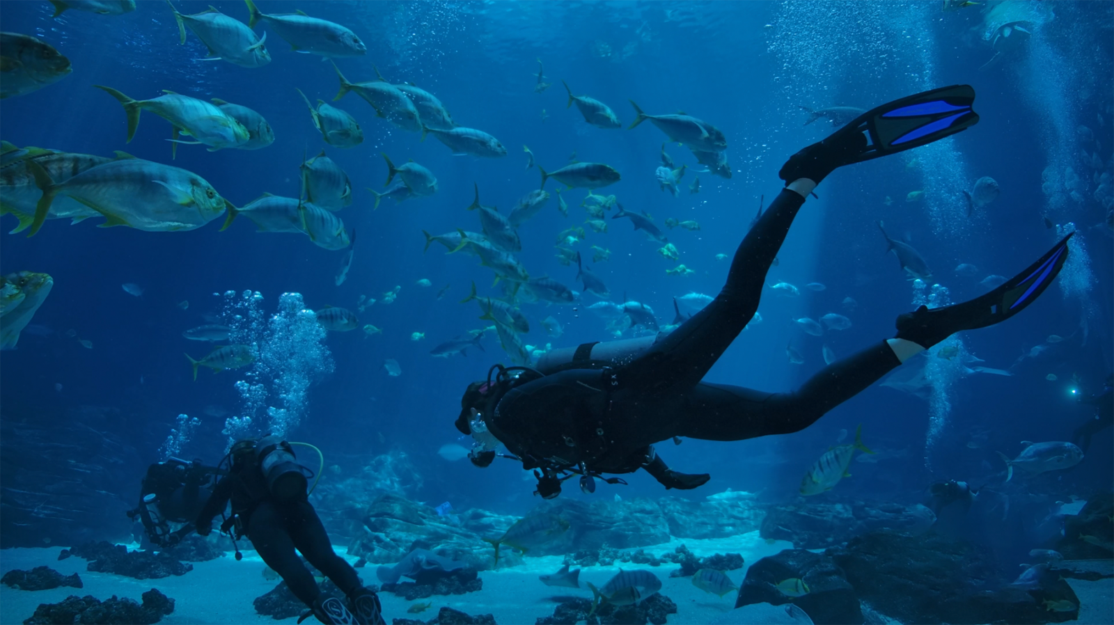 Dive with Gentle Giants Encounter & Experience | Georgia Aquarium