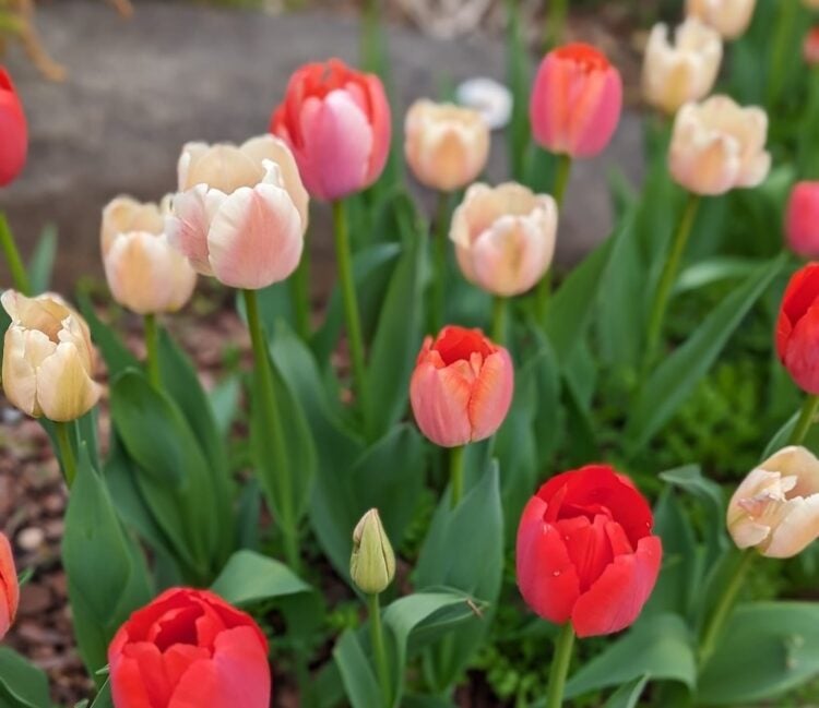 Spring Break in Atlanta: 5 Unmissable Experiences - Georgia Aquarium