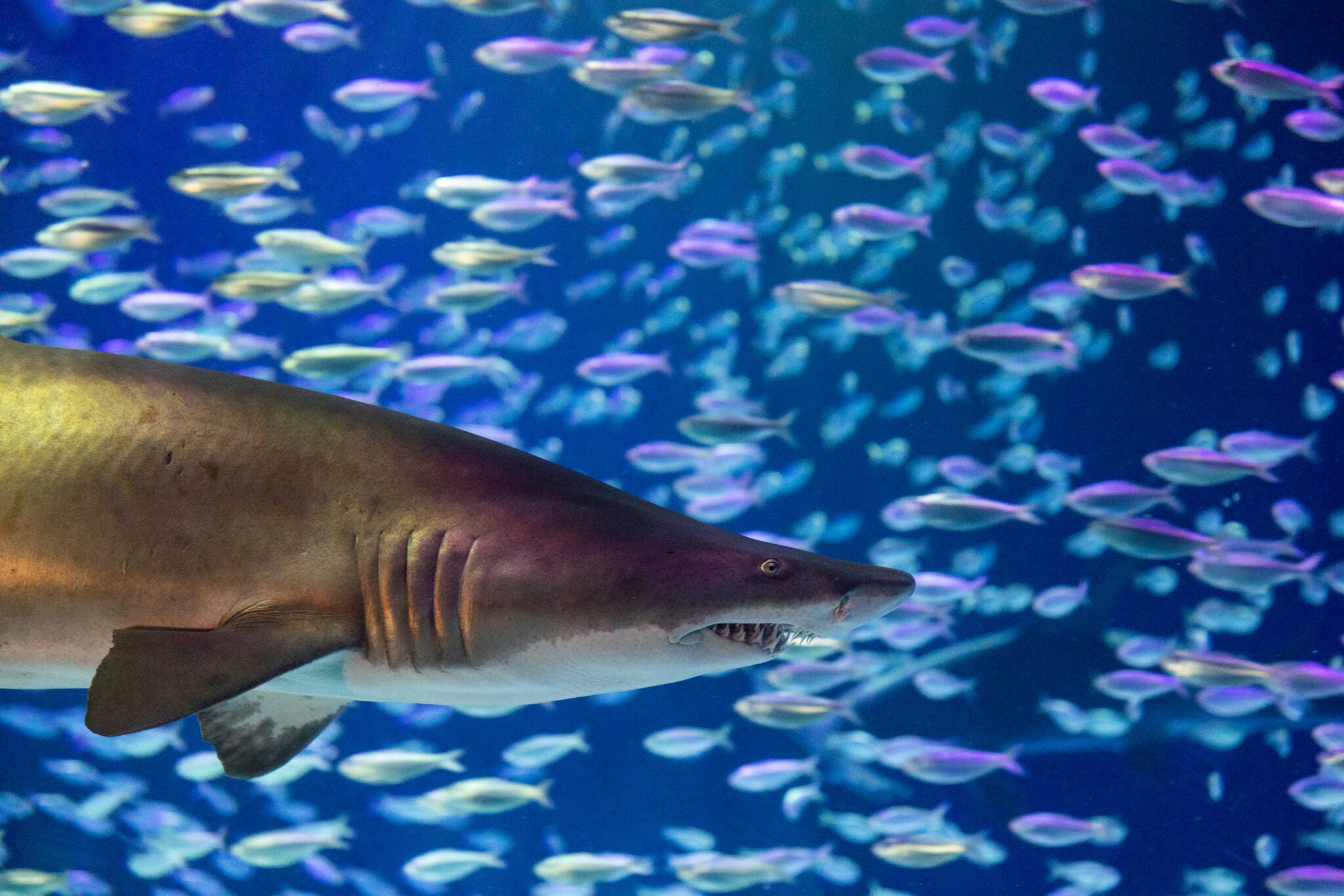 Sharks! from Above | Georgia Aquarium