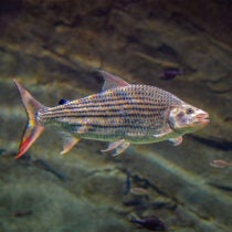 All Animals At The Georgia Aquarium | Georgia Aquarium
