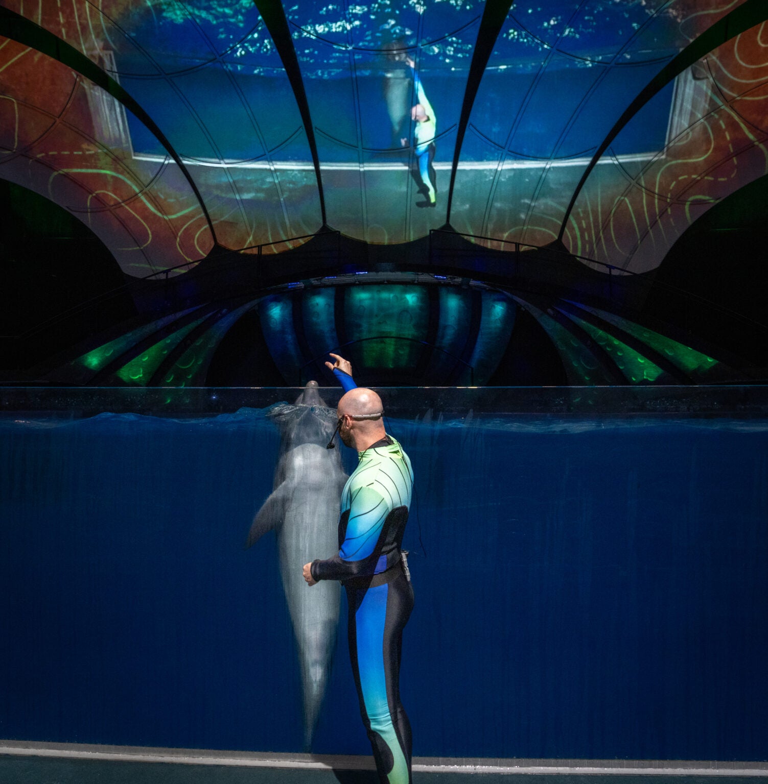 Dolphin Presentation - Georgia Aquarium