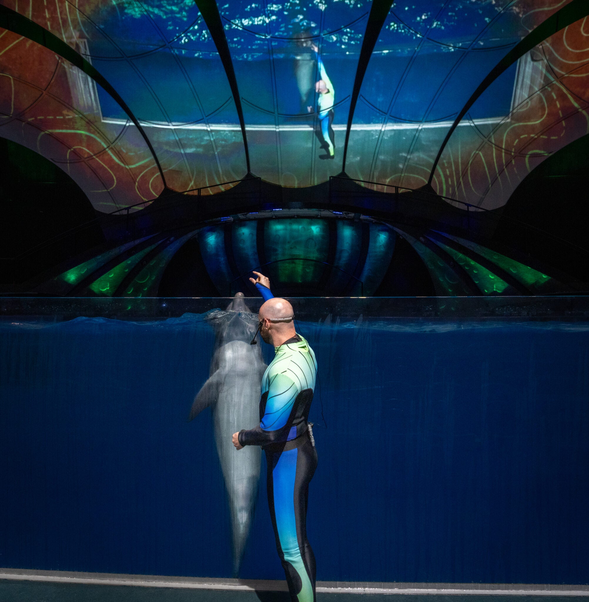 Dolphin Presentation - Georgia Aquarium