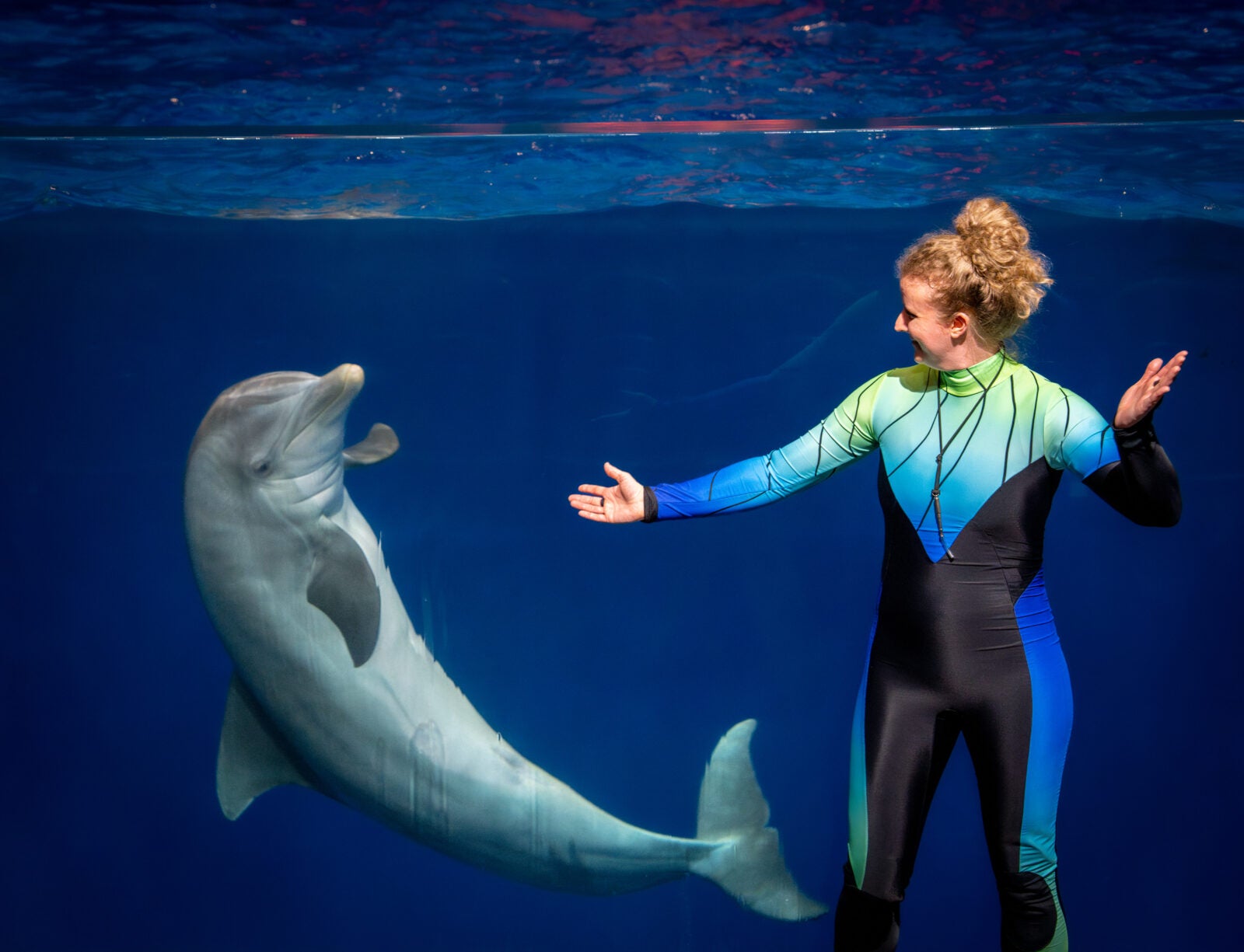Dolphin Presentation - Georgia Aquarium