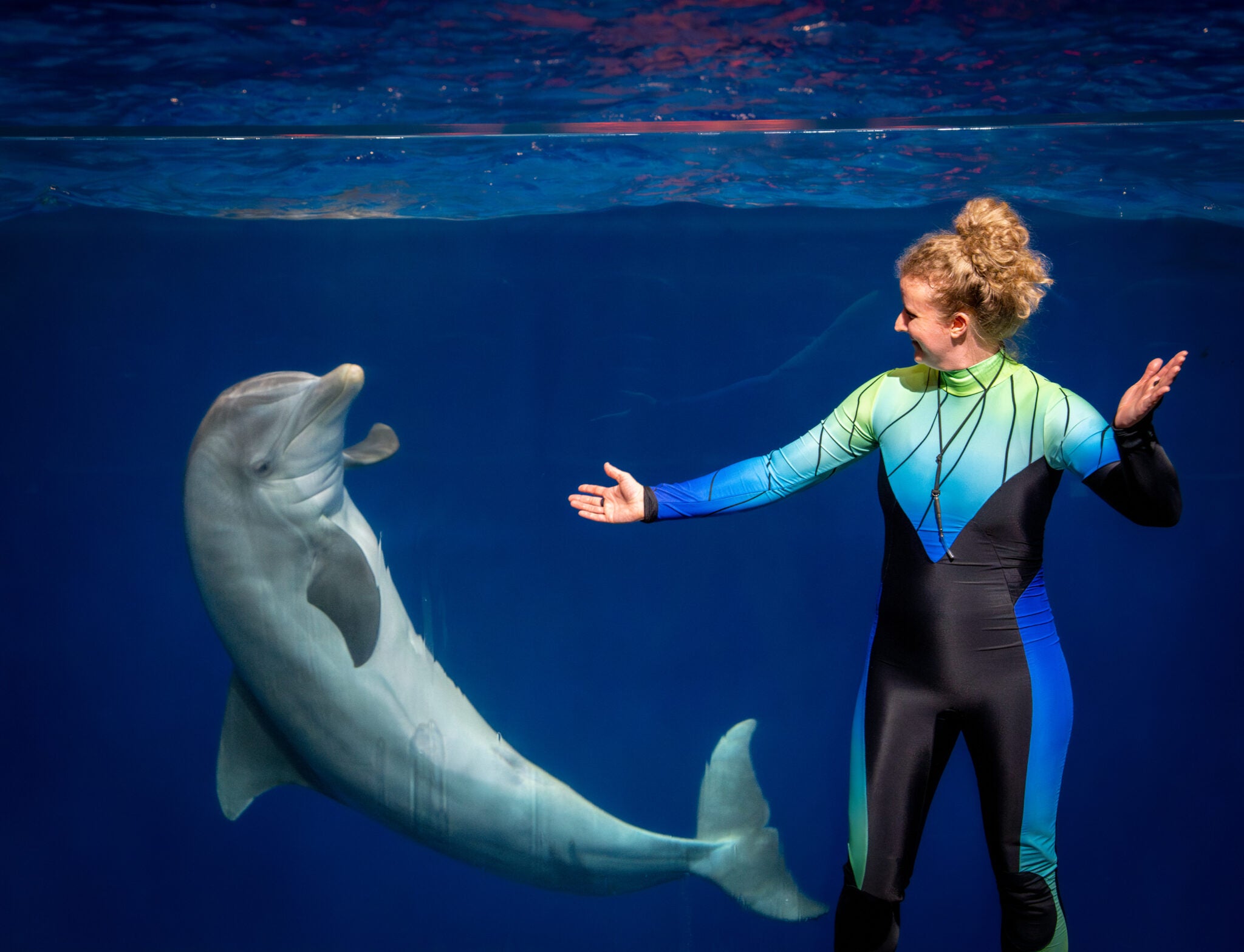 Dolphin Presentation - Georgia Aquarium