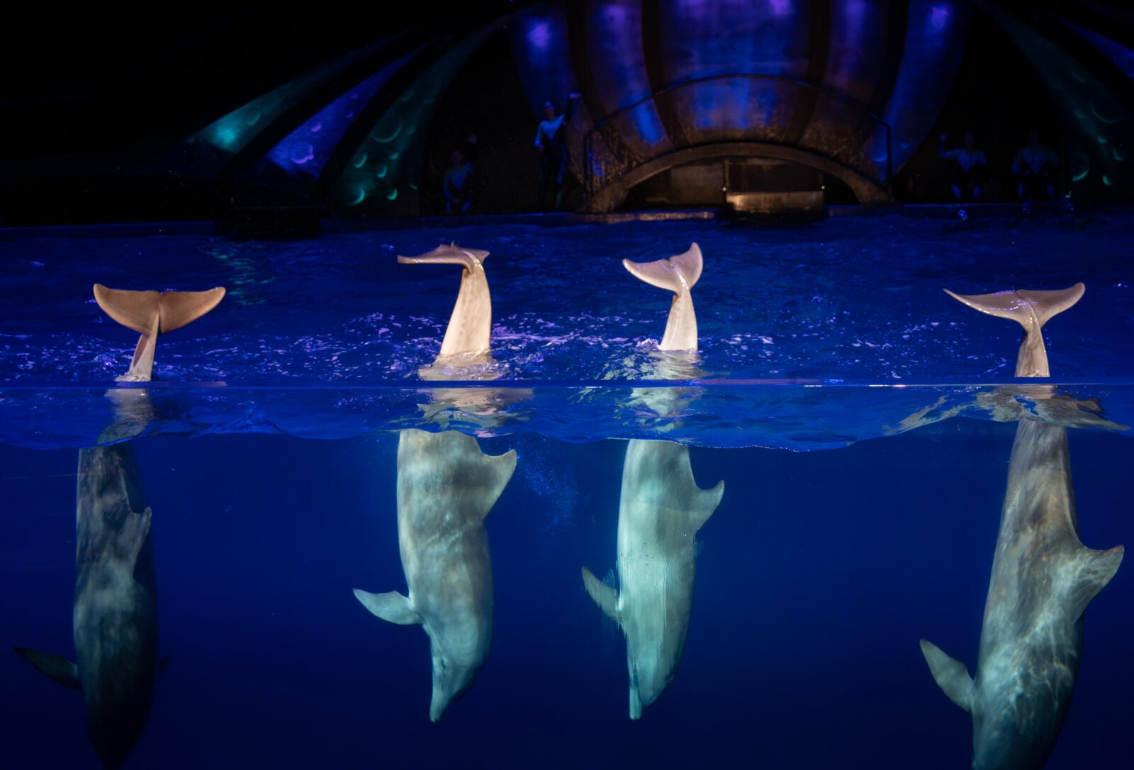 Dolphin Presentation - Georgia Aquarium