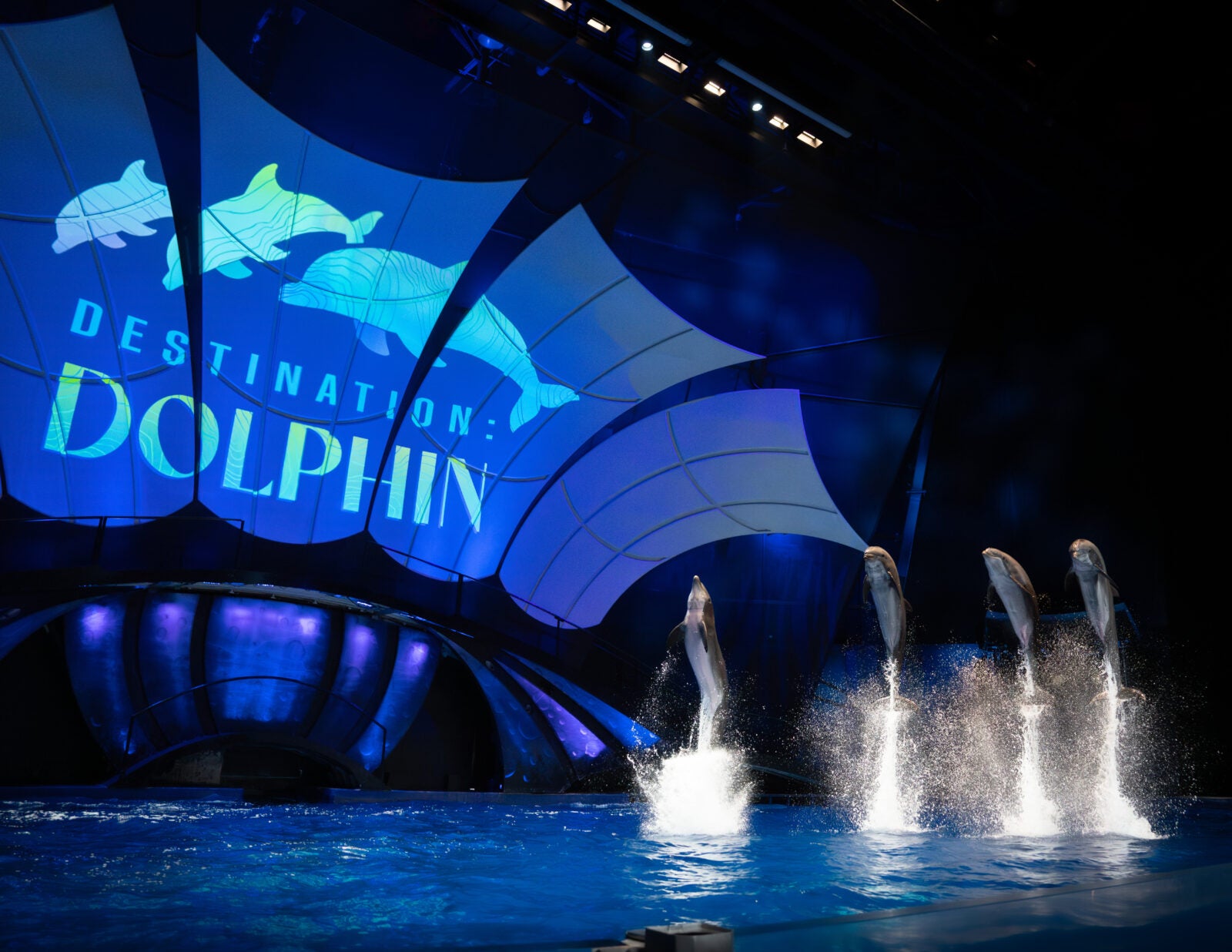 Dolphin Presentation - Georgia Aquarium