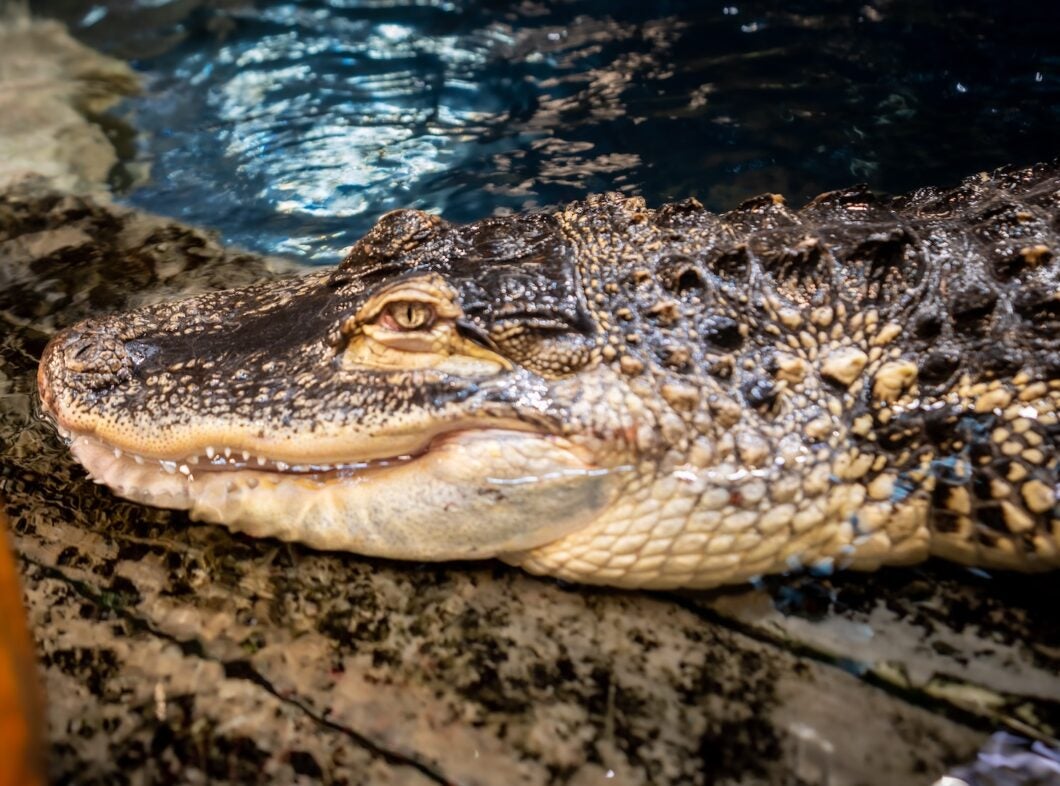 Animals After Dark - Georgia Aquarium