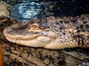 Animals After Dark - Georgia Aquarium