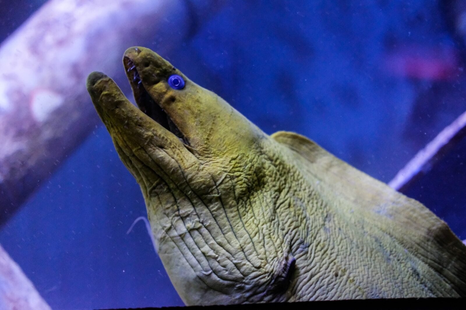 Animals After Dark - Georgia Aquarium