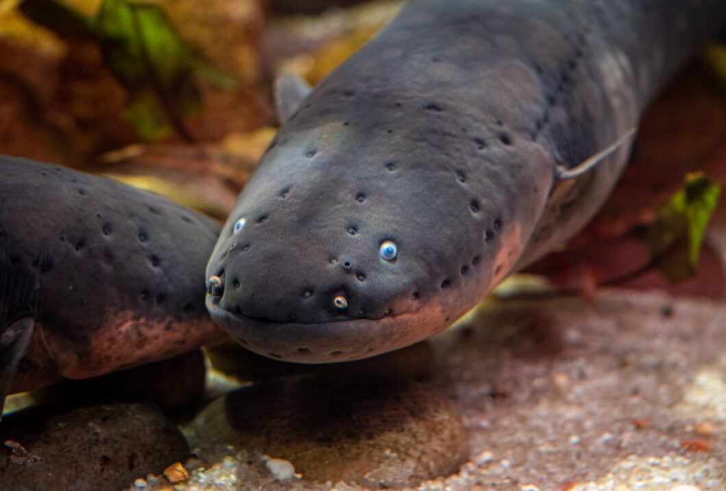 Animals After Dark - Georgia Aquarium