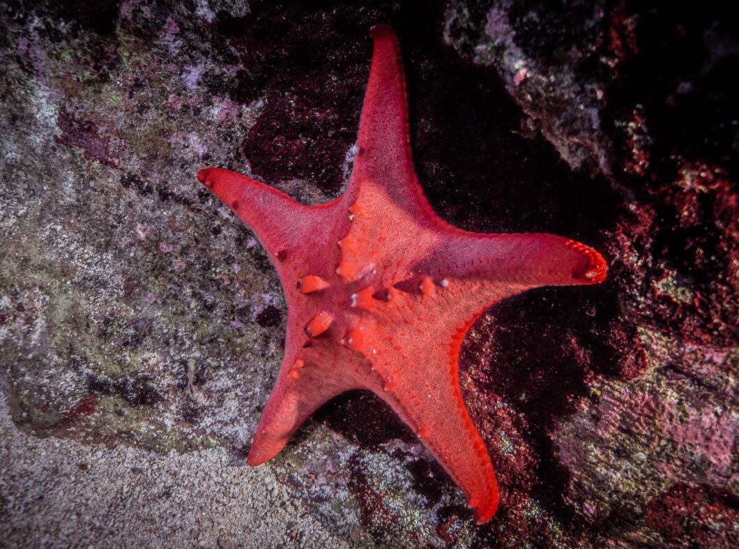 Animals After Dark - Georgia Aquarium
