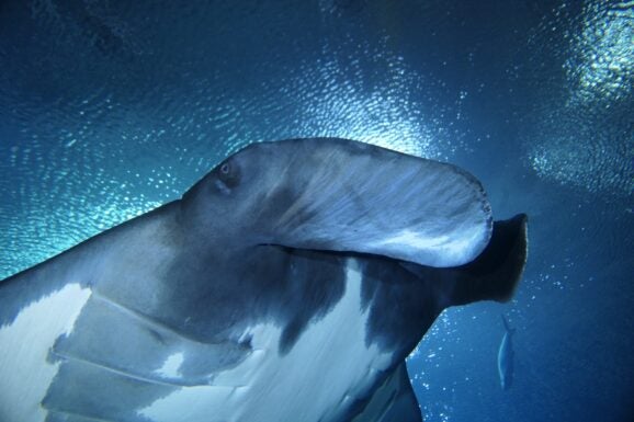 Animals After Dark - Georgia Aquarium