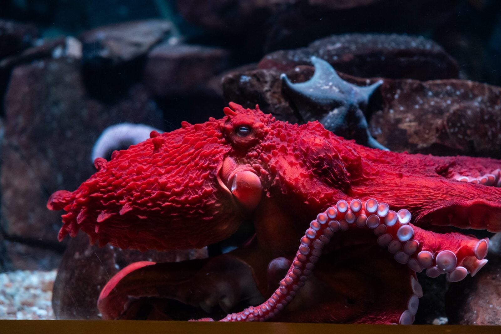 Animals After Dark - Georgia Aquarium