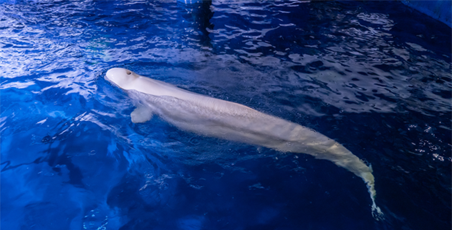 Two beluga whales rescued from Ukrainian aquarium evacuated to Spain ...