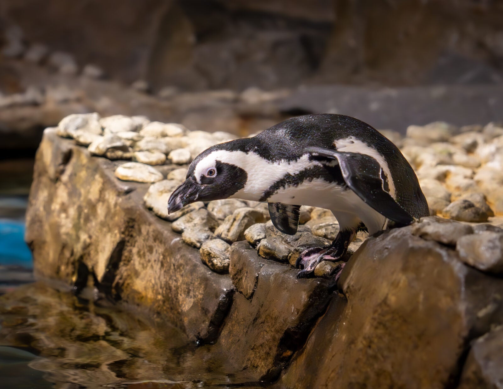 Aquatic Athletes: The Ocean’s Olympic Champions - Georgia Aquarium
